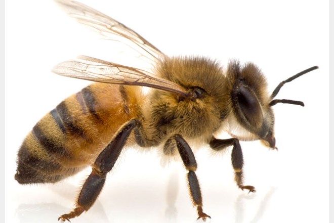 PČELE | INDEX OGLASI