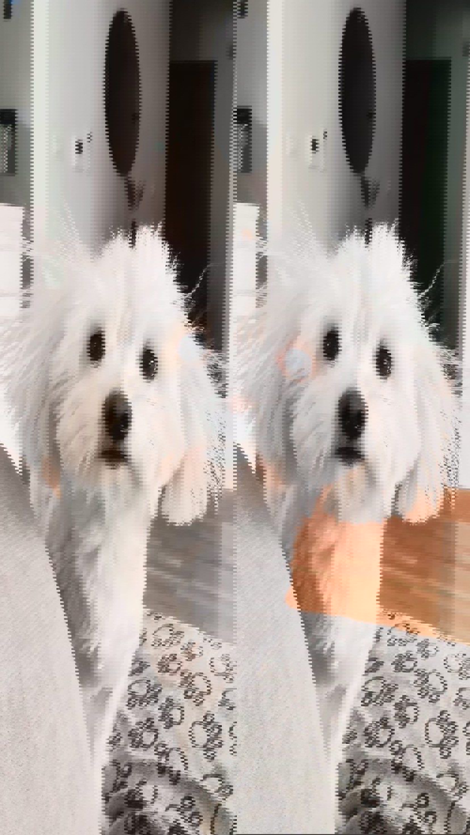 Maltezer trazi curu za parenje | INDEX OGLASI