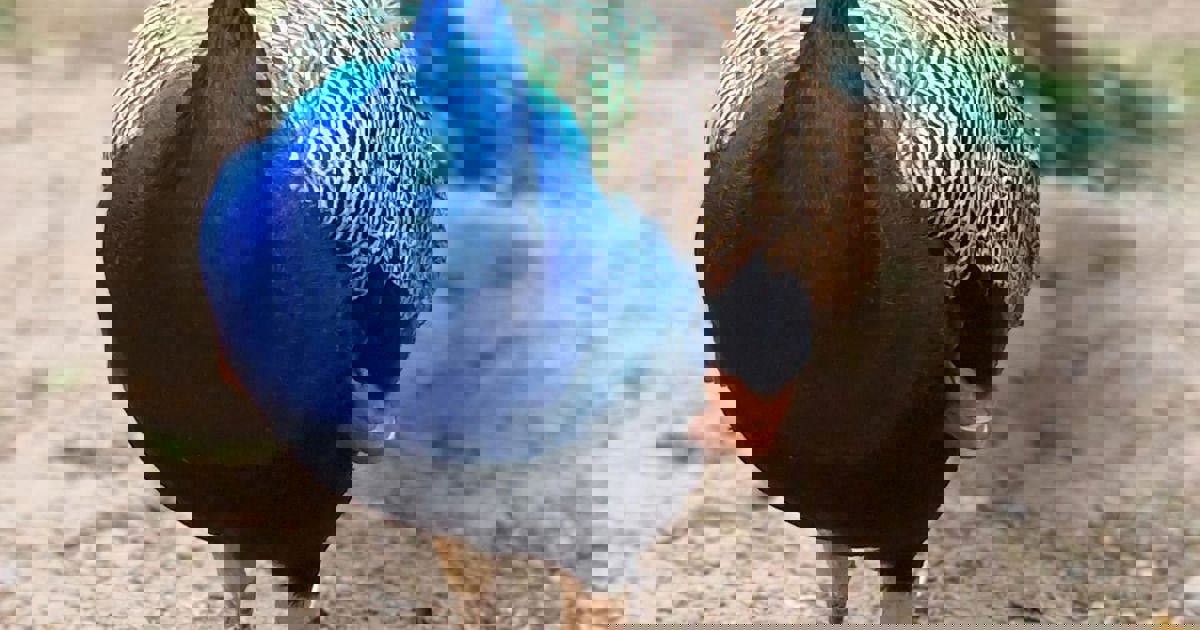 Prodajem 2 pauna | INDEX OGLASI