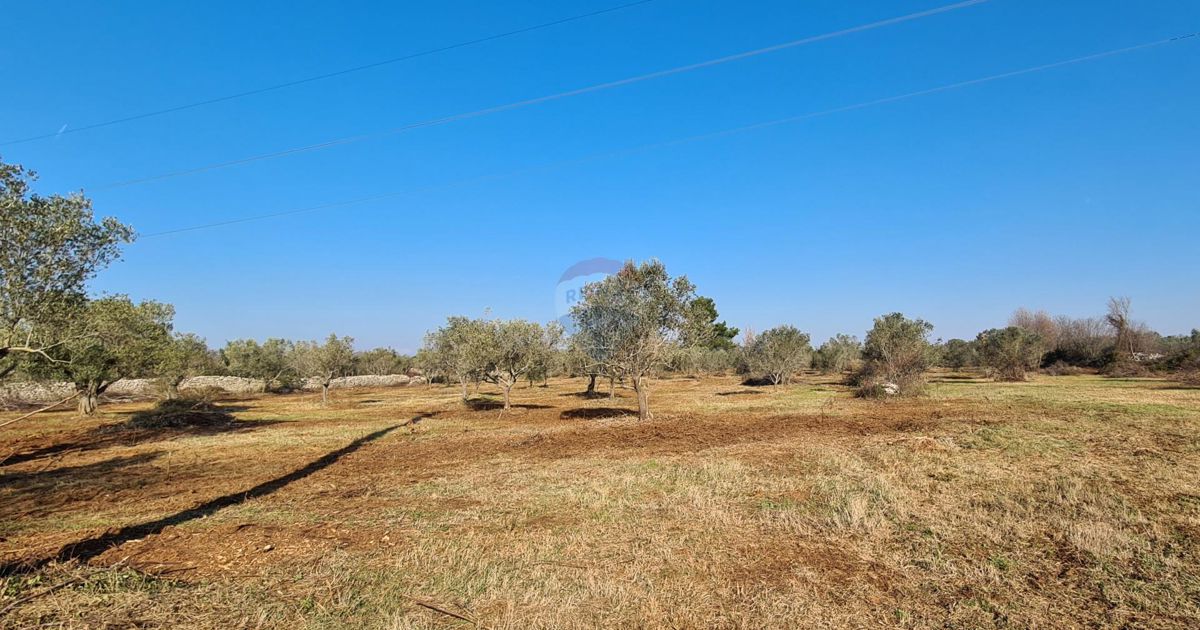 Atraktivne poljoprivredne parcele Fažana | INDEX OGLASI