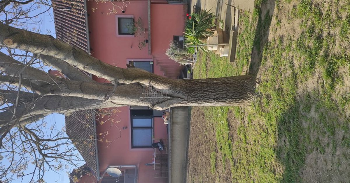 Prodajem Orah-Stablo | INDEX OGLASI