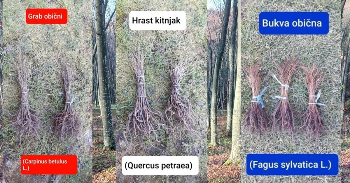 Sadnice-Hrasta Kitnjaka, Bukve, Graba 0,14 € (1,05 kn) /1 kom. | INDEX ...