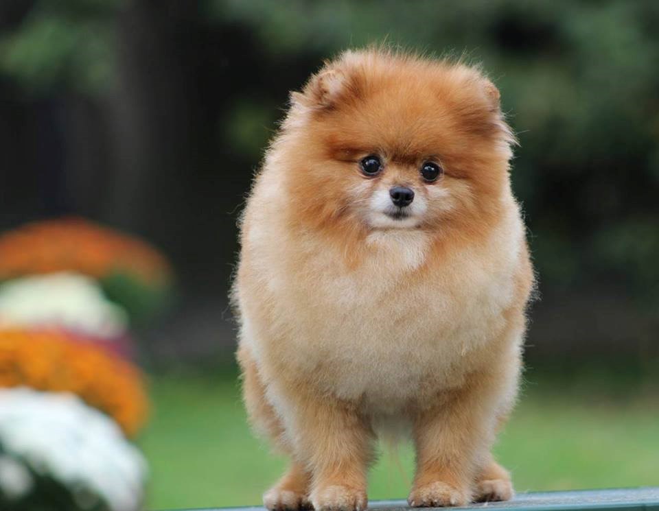 Pomeranac Boo muzjak | INDEX OGLASI