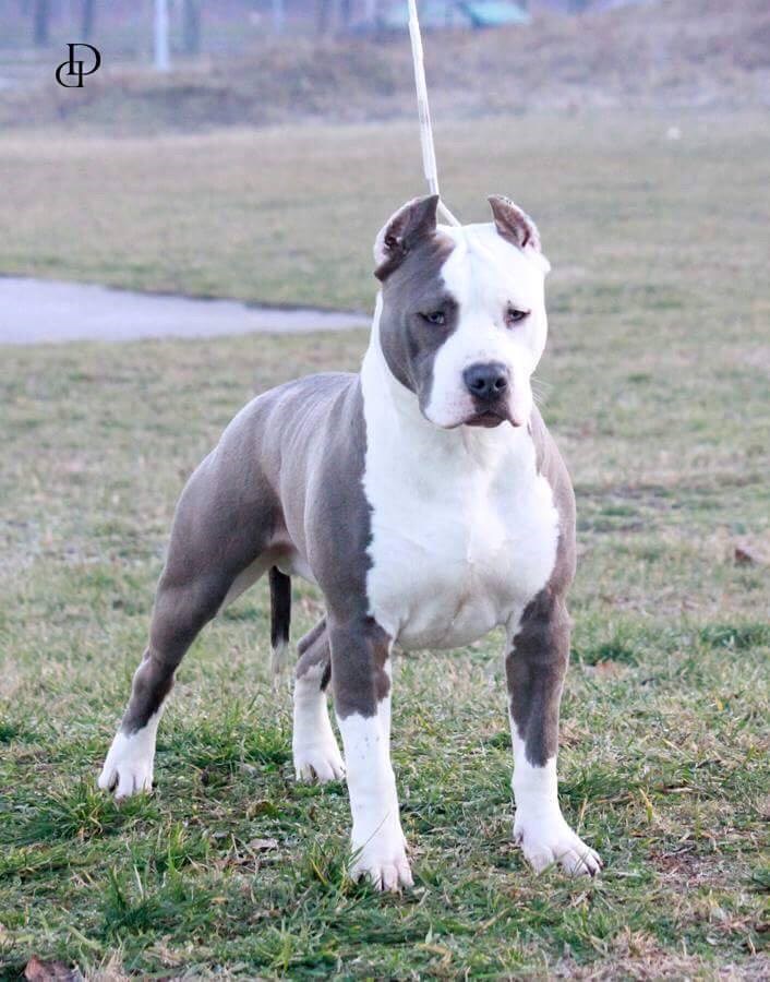 americki staford | INDEX OGLASI