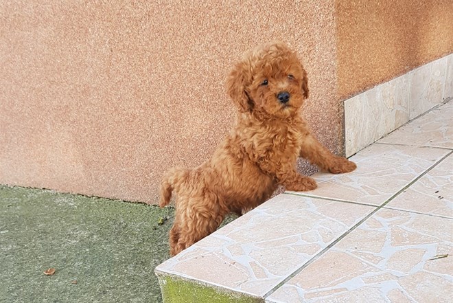 Mini Pudla | INDEX OGLASI