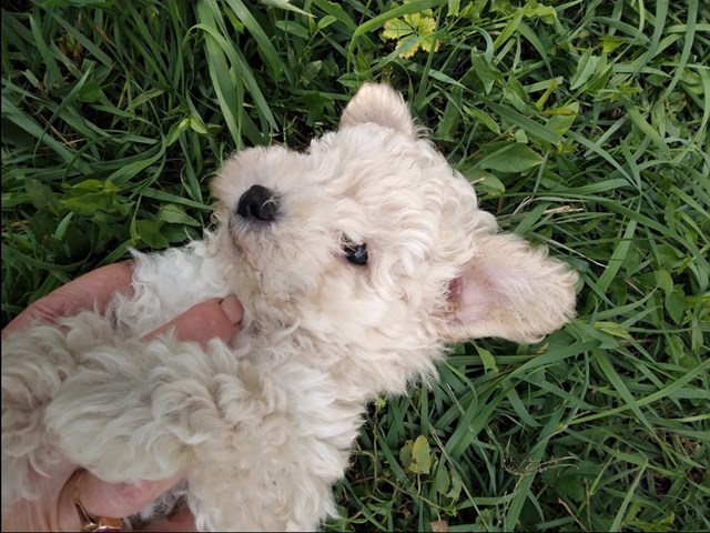 Toy pudl | INDEX OGLASI