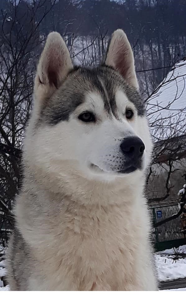 Sibirski haski FCI rodovnica | INDEX OGLASI