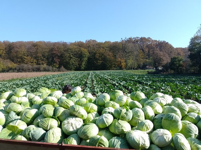 Prodajem ZELJE | INDEX OGLASI