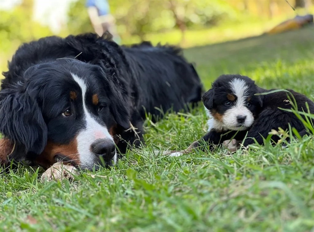 Bernardinac i bernski planinski pas stenci na prodaju | INDEX OGLASI