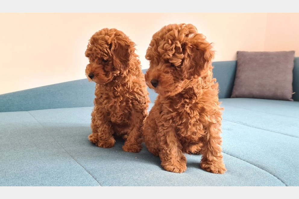 Crvena Toy Pudla | INDEX OGLASI