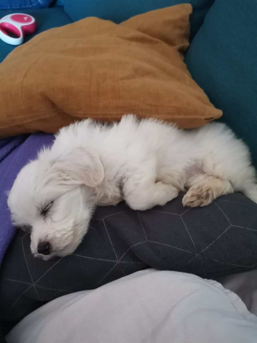 Coton de Tulear - Pamučni pas 🐶🐕 | INDEX OGLASI