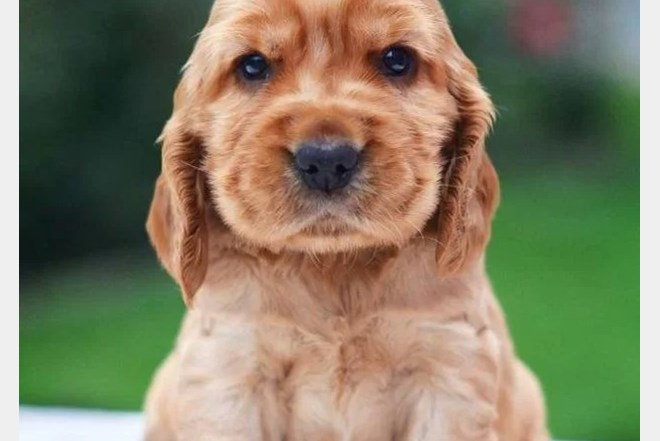 Engleski Koker spanijel i Americki koker stenci | INDEX OGLASI